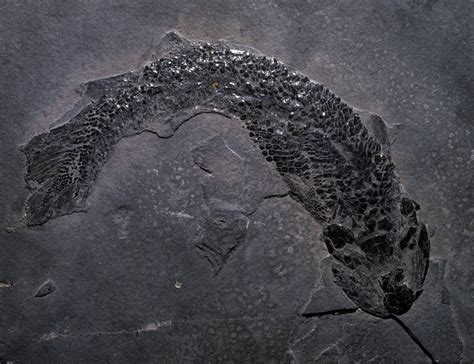 Prehistory Species Of Fossil Gyroptichus Paleozoic Era Devonian