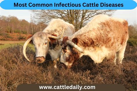 Most Common Infectious Cattle Diseases Symptoms And Prevention Cattle Daily
