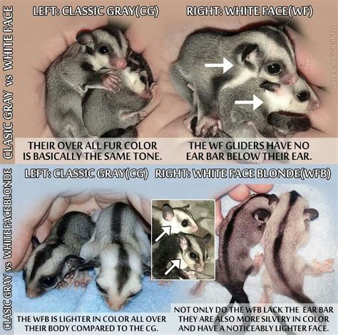 Rare Sugar Glider Colors