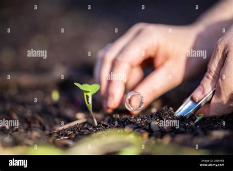 Taking A Soil Sample For A Soil Test In A Field Testing Carbon Sequestration And Plant Health