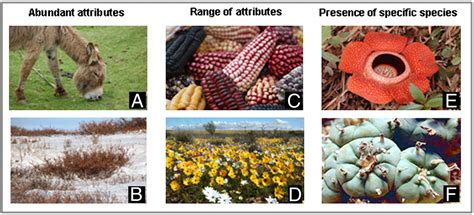 Linking Functional Diversity And Social Actor Strategies In A Framework