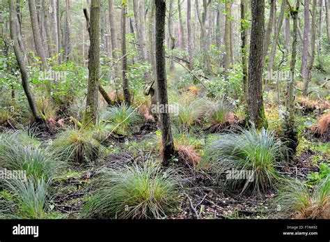 Alder Alnus Sp Alder Swamp With Sedges Carex Acutiformis Darßer