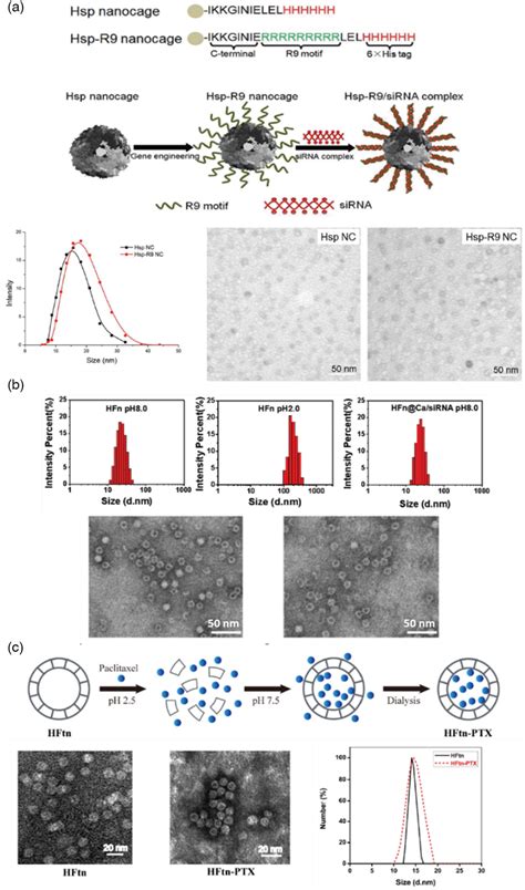 A Adsorption Of Polyarginine Onto The Hsp165 Nanocage Top And Dls