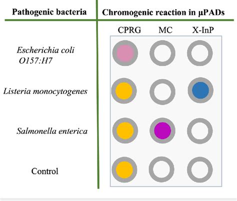 Figure 3 From Microfluidic Paper Analytic Device μpad Technology For Food Safety Applications