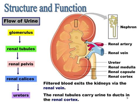 What Is Urea Urine At Lorenzo Marrs Blog