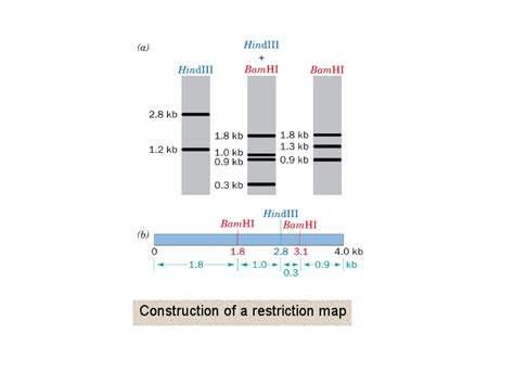 Construction Of A Restriction Map