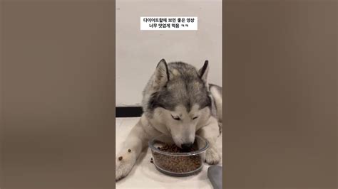 다이어트할때 보면 좋은 영상 맛없게 먹는 먹방 ㅋㅋ Youtube