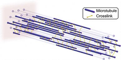 Three Dimensional View Of Axon Model The Axon Is Created By Extruding Download Scientific
