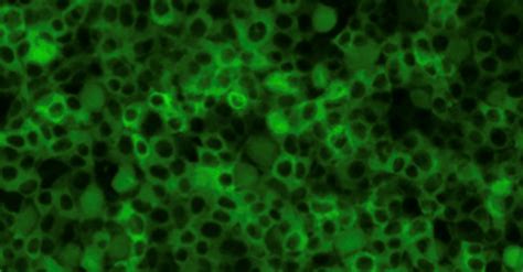 Agilent Cell Analysis On Linkedin Biosensors For Cell Signaling Tips