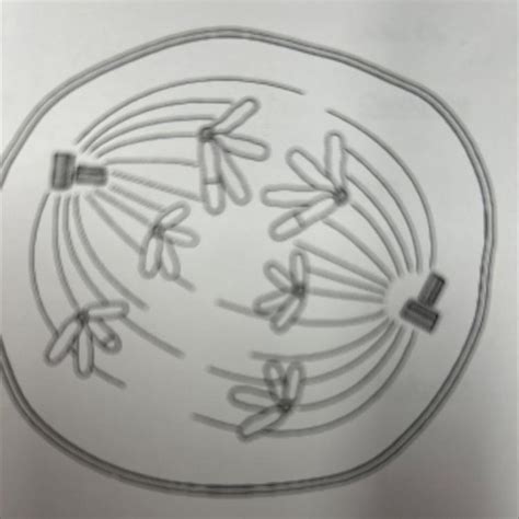 FREE Which Of The Following Best Describes The Cellular Process
