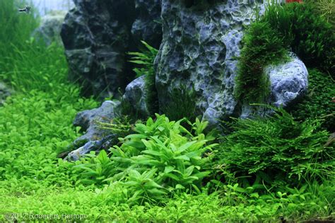 AGA 2012 Aquascaping Contest 154