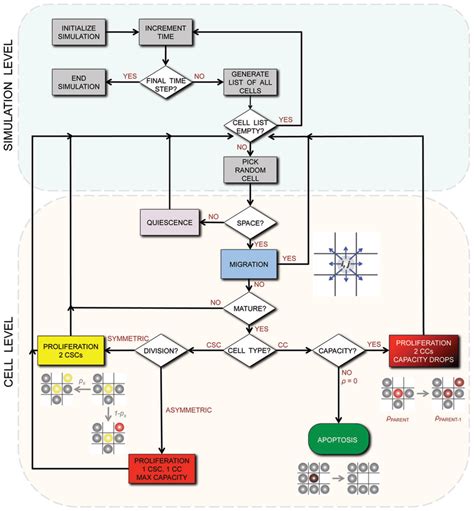 Flowchart Of The Simulation Process And Decisions On The Cell Level Download Scientific Flowchart Of The Simulation Process And Decisions On The Cell Level Download Scientific