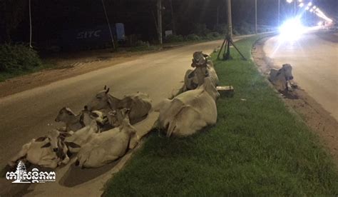 ហ្វូង សត្វ គោ ដើរ ដេក យ៉ាង អនាធិបតេយ្យ កំពុង បង្ក បញ្ហា ប្រឈម ក្នុង សង្កាត់ ចំនួន ២ Khmerload