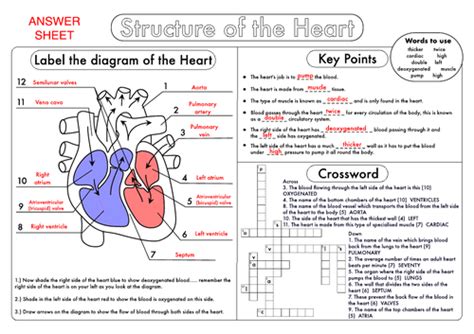 Biology Gcse Revision Heart And Circulation Worksheet Pack Updated Teaching Resources