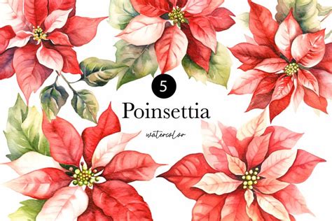Pooinsettia Clipart