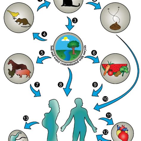 Infectious Forms Of Toxoplasma Gondii A Oocysts Sporulated B Download Scientific Diagram