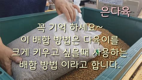 다육이 고수님께 배워요 다육이 흙 배합 방법 분갈이 방법 Youtube