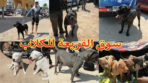 سوق الكلاب القريعة الدار البيضاء مع أجمل أنواع لملوس كاني كورسودوجو