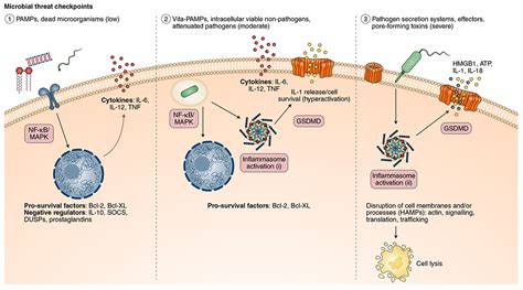 Effector Triggered Immunity And Pathogen Sensing In Metazoans Pmc