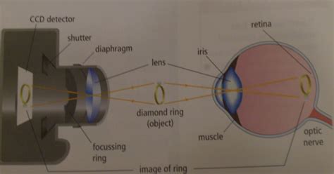 Difference Between Human Eye And Lens Camera At Jasmine Sani Blog
