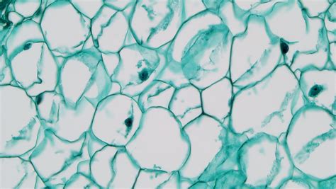 Parenchyma Cell