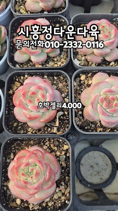 Succulent 라이브 젤리공주줄리아나쥬얼리로즈해돋이묵은다육 Youtube