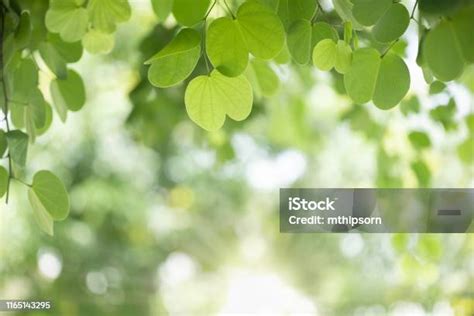 자연을 가까이에서 보면 햇빛 아래 흐린 녹지 배경에 녹색 잎을 보케와 복사 공간으로 사용 하 여 배경 자연 식물 풍경 생태 벽지 개념으로 사용 합니다 0명에 대한 스톡 사진
