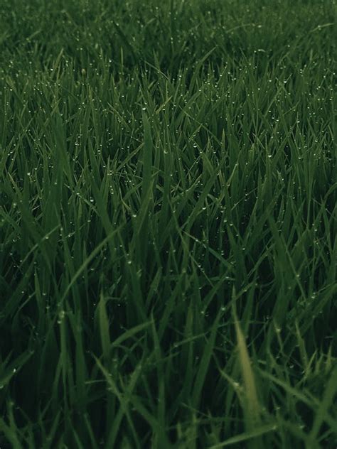 아침 이슬이 맺힌 푸른 풀밭 · 무료 스톡 사진