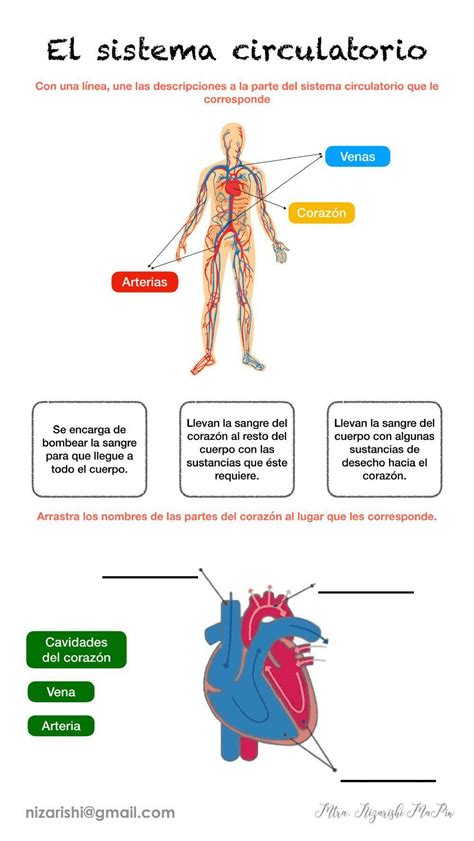 Sistema Circulatorio Partes Corazón