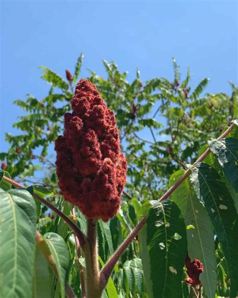What Is Sumac Recipes And Uses Urban Farm And Kitchen