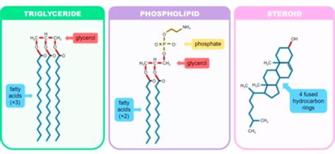 Hyperlipidemia Flashcards Quizlet