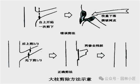 春季养护落叶乔木与常绿乔木修剪技巧 好景园林