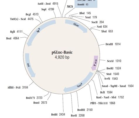 Pgluc Basic质粒图谱、载体图谱、序列、价格、抗性、测序引物、大小等信息 生物风载体