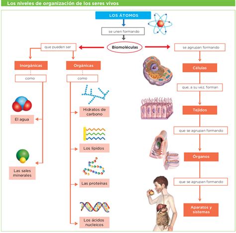 Niveles De Organización Del Cuerpo Humano