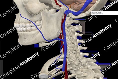 Sigmoid Sinus Complete Anatomy