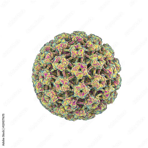 Human Papillomavirus Isolated On White Background A Virus Which Causes