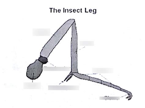 Diagram For Insect Leg Diagram Quizlet