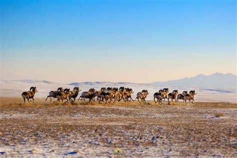 Дэлхийн амьтны өдөр тохиож байна