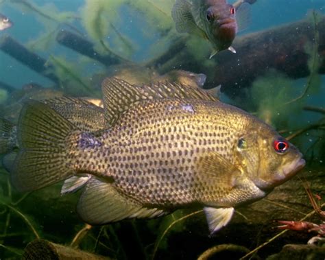 Rock Bass Facts Diet Habitat And Pictures On Animaliabio