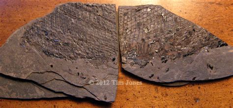 Interesting Find Fossil Hunting Trips The Fossil Forum