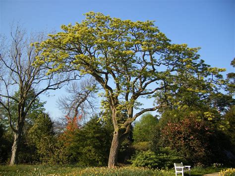 Phellodendron Amurense Trees And Shrubs Online