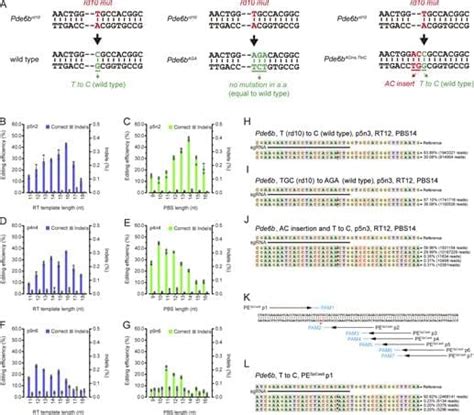 Vision Rescue Via Unconstrained In Vivo Prime Editing In Degenerating Neural Retinas Lifeboat