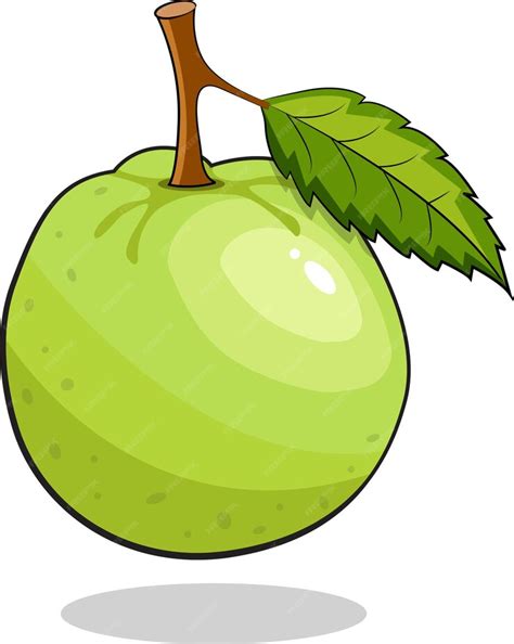 Premium Vector Guava Vector Illustration 2d