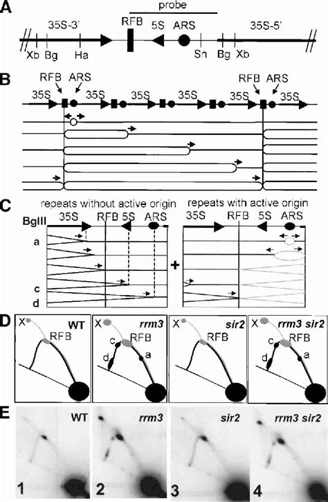 Rdna Replication In Saccharomyces Cerevisiae A Schematic Of A Single Download Scientific