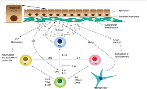 Mucosal Cytokine Network Mediated By Il 17af And Tnf α Tgf β Induces
