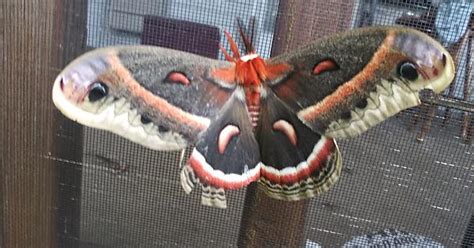 Flutterby Album On Imgur