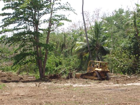 How To Prepare A Tree Mitigation Bank