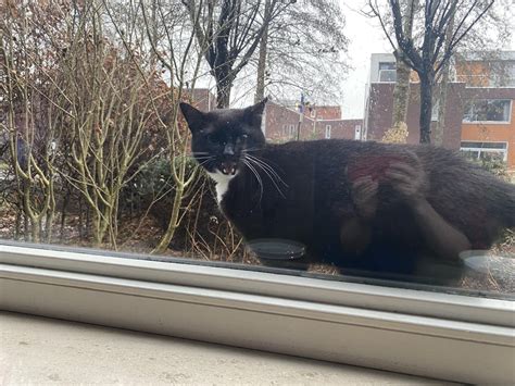 Nmc Outside And My Cat Inside Meeting Through The Window Rnotmycat