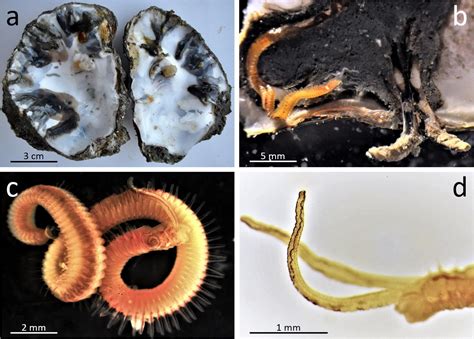 The Mystery Worm Threatening The Future Of Puget Sounds Oysters — Our