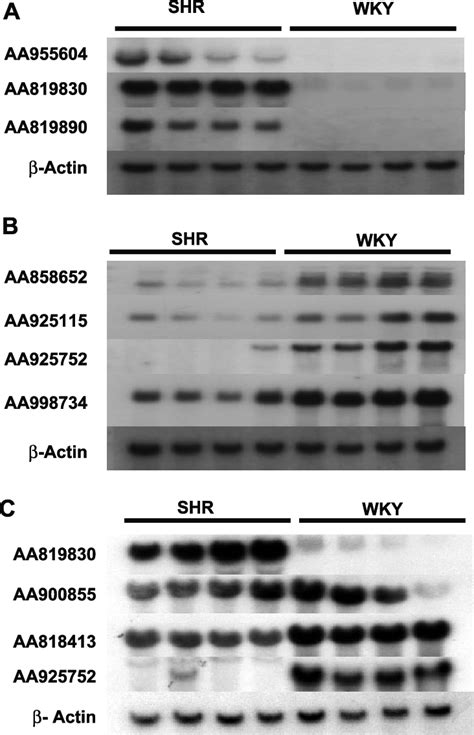 Validation Of Microarray Data By Northern Analysis A Northern Blot